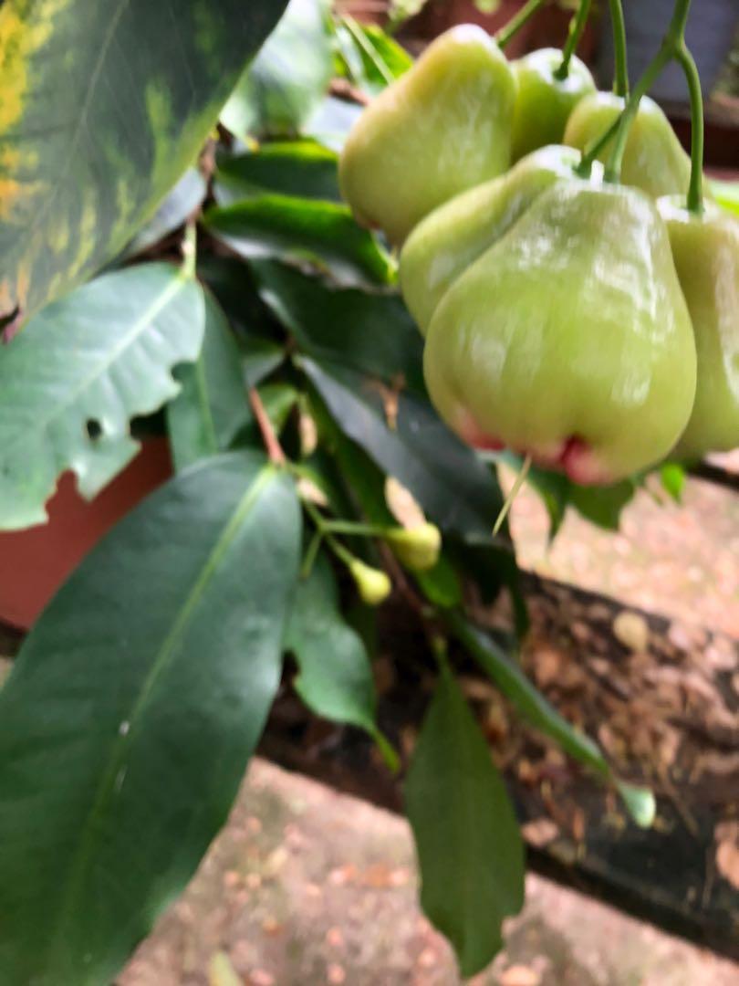 Fruiting Taiwanese Red Rose Apple Potted Plant, Gardening, Plants on ...