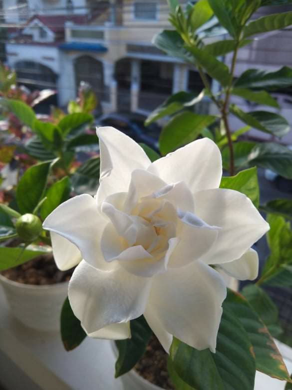 Rosal Plant, Gardenia Plant Flowering plants outdoor plant ornamental ...