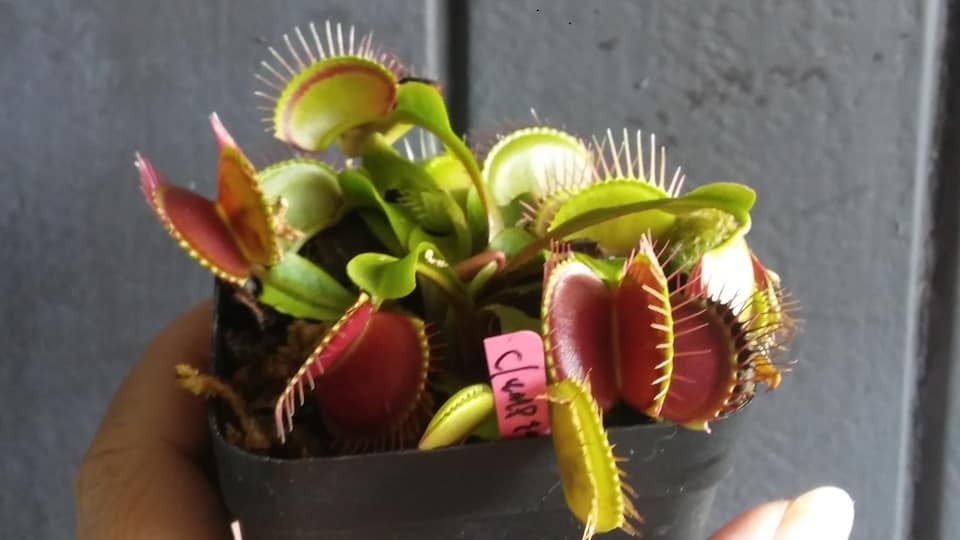 Dionaea 'Clumping Cultivar' venus fly trap, Furniture & Home Living ...