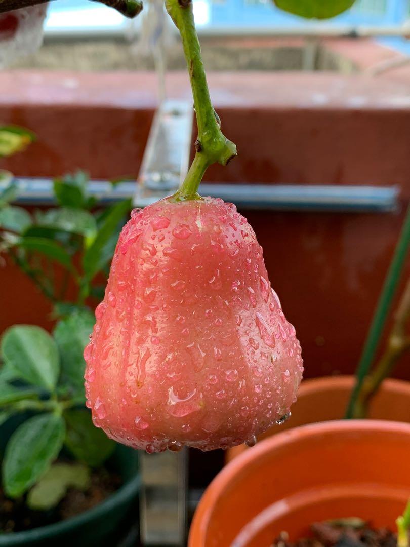 Fruiting Taiwanese Red Rose Apple Potted Plant, Gardening, Plants on ...