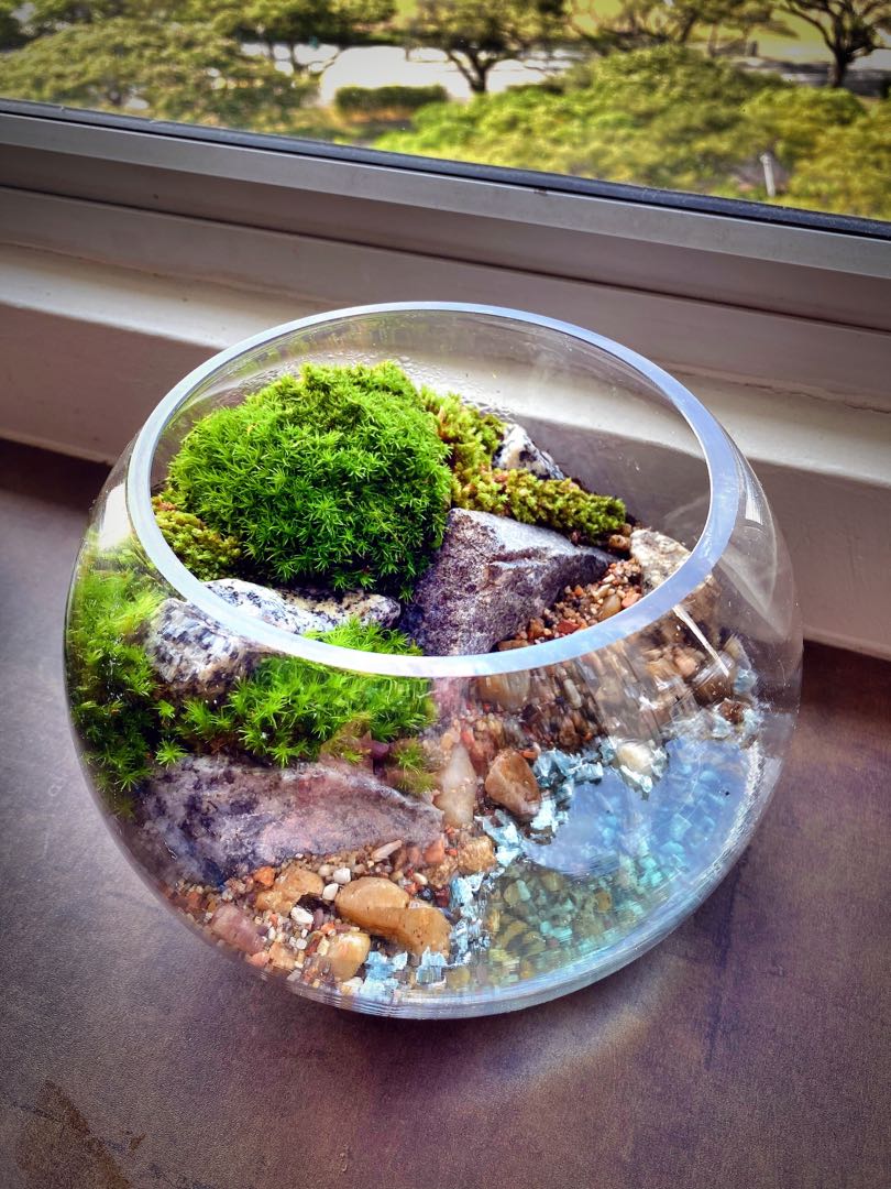 Rocky Coastal Terrarium, Gardening, Plants on Carousell