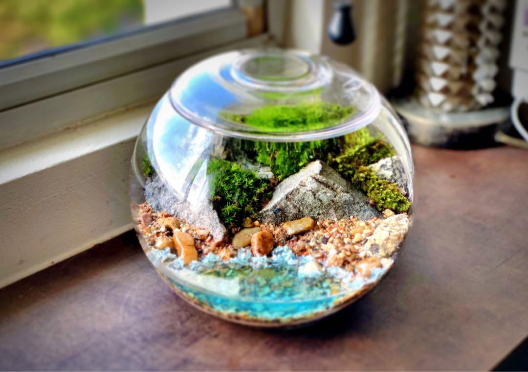 Rocky Coastal Terrarium, Gardening, Plants on Carousell