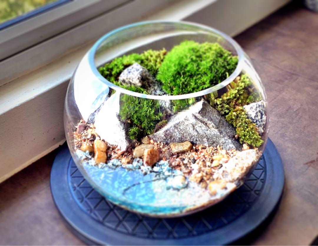 Rocky Coastal Terrarium, Gardening, Plants on Carousell