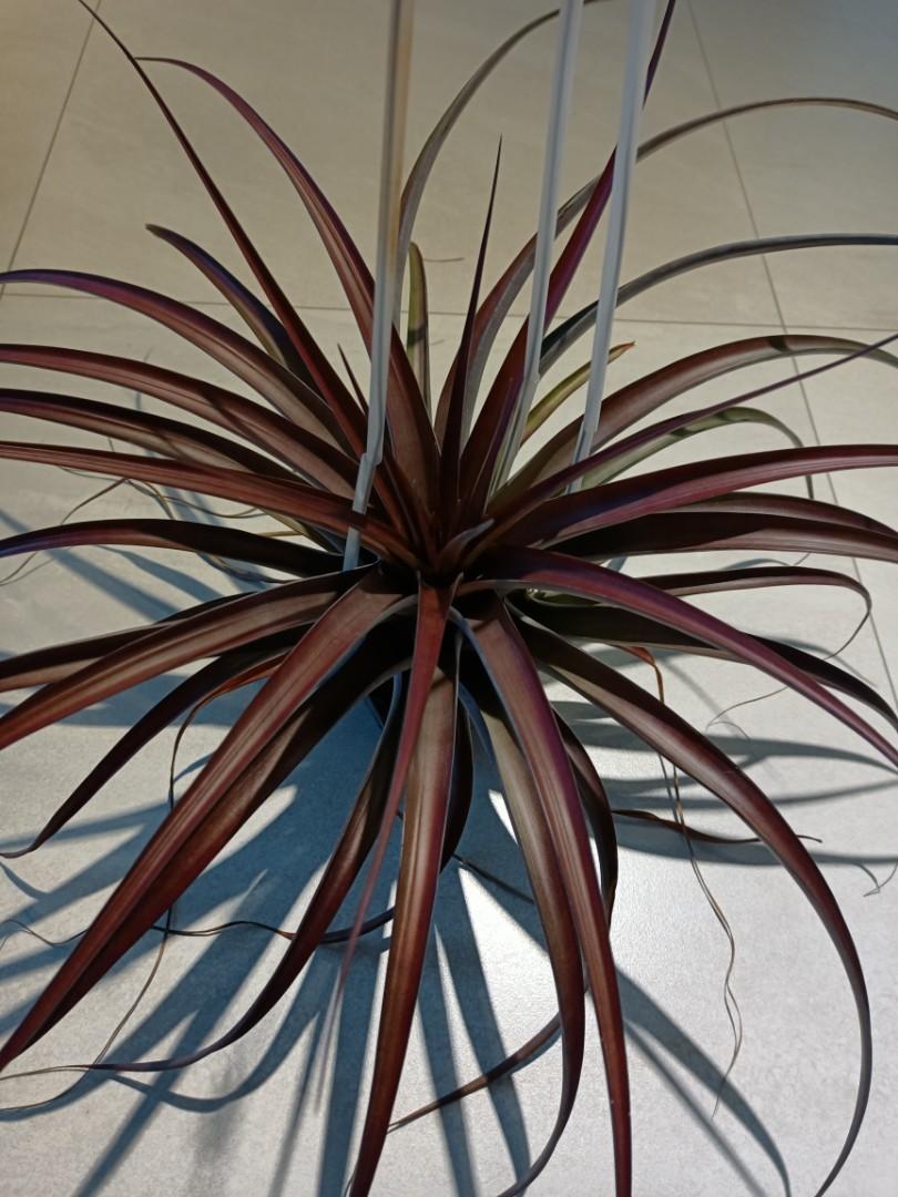Tillandsia Fasciculata Tropiflora x Capitata Maroon, Furniture & Home ...
