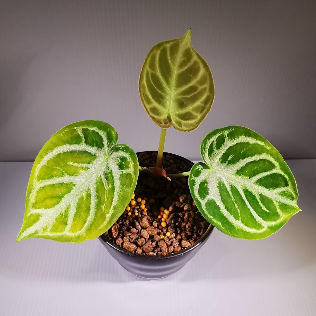 anthurium dorayaki crystallinum (silver blush), Gardening, Plants on ...