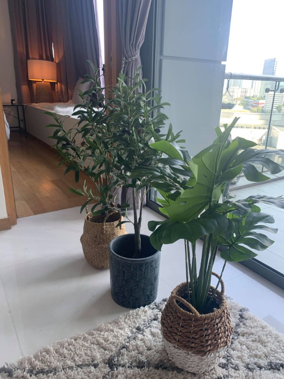 Hooga plants, Furniture & Home Living, Gardening, Plants & Seeds on ...