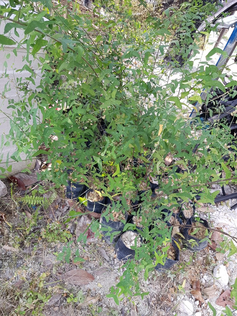 Pokok herba Rerama yg banyak khasiat, Furniture & Home Living ...