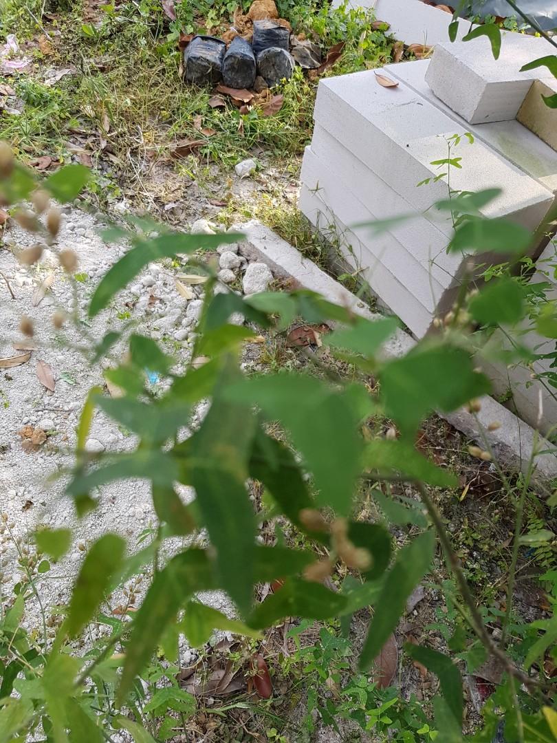 Pokok herba Rerama yg banyak khasiat, Furniture & Home Living ...