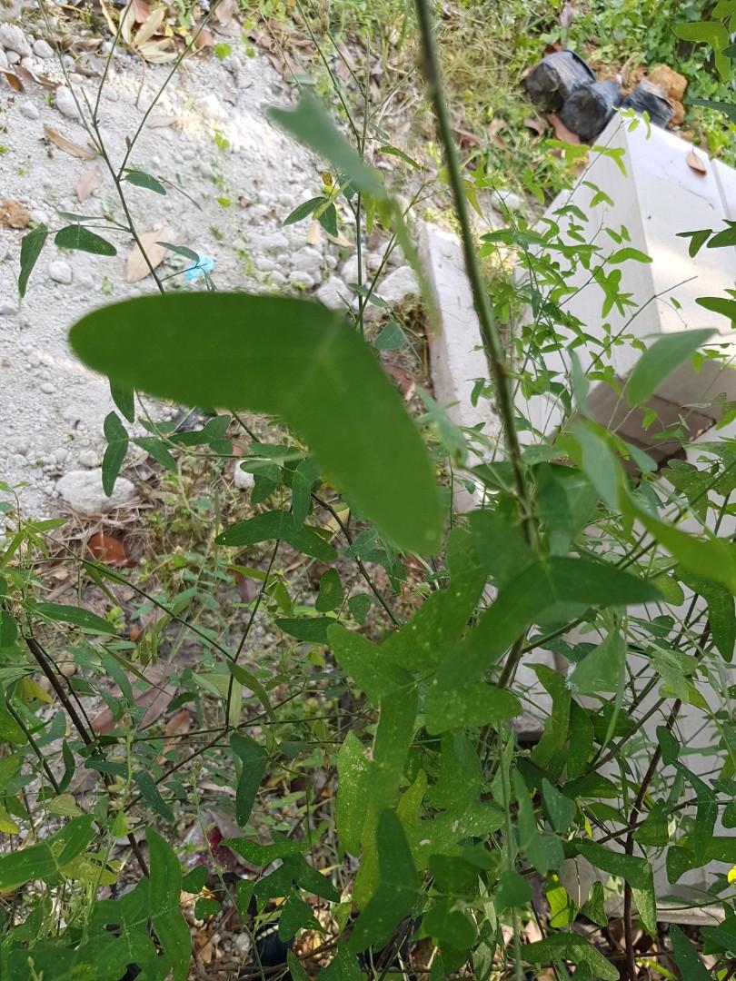 Pokok herba Rerama yg banyak khasiat, Furniture & Home Living ...