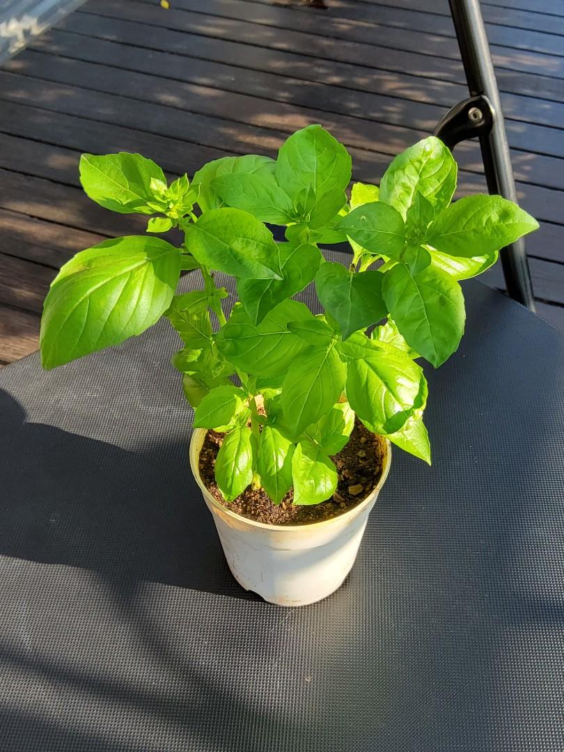 Organic Italian Basil Plant (edible), Gardening, Plants on Carousell