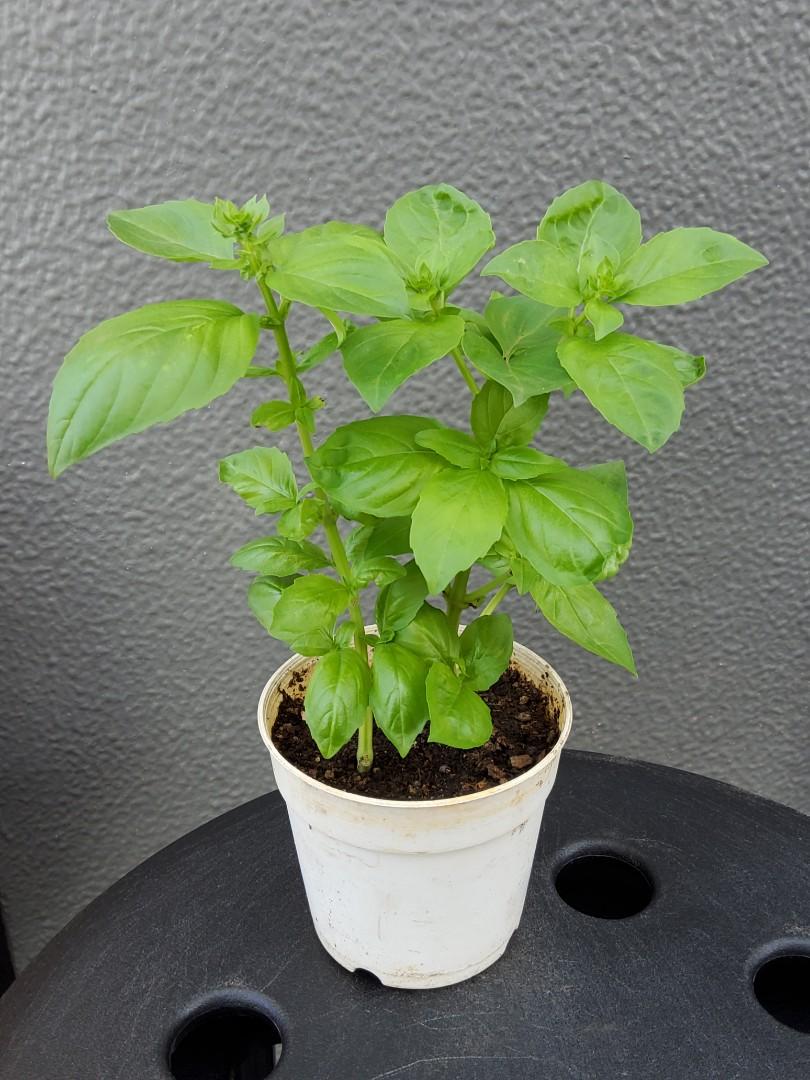 Organic Italian Basil Plant (edible), Gardening, Plants on Carousell