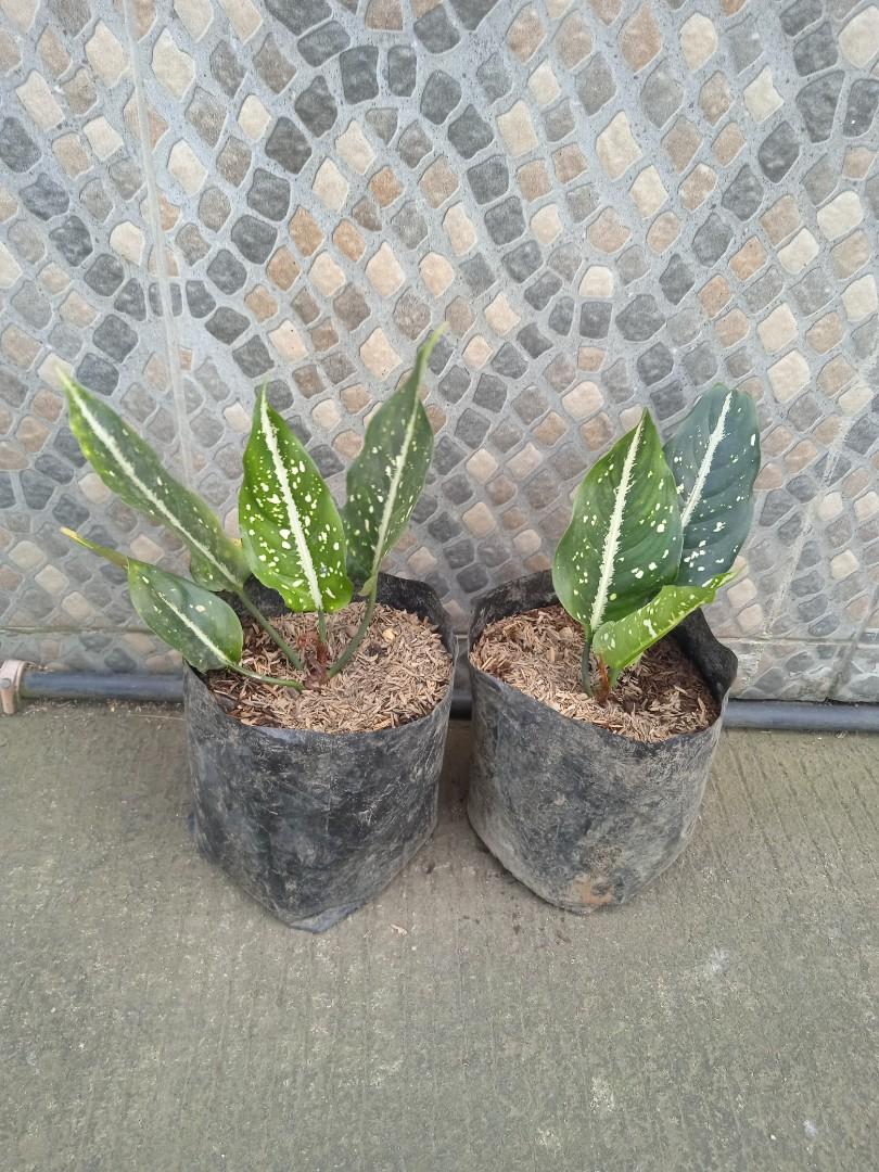 Fish-eye Aglaonema, Furniture & Home Living, Gardening, Plants & Seeds ...
