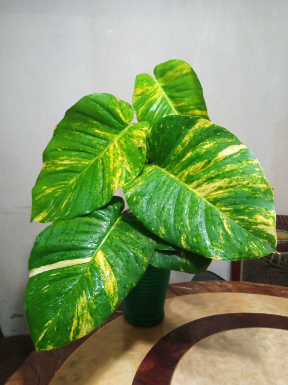 GIANT GOLDEN POTHOS LARGE LEAF RARE INDOOR OUTDOOR & OTHER PLANTS PLANT ...