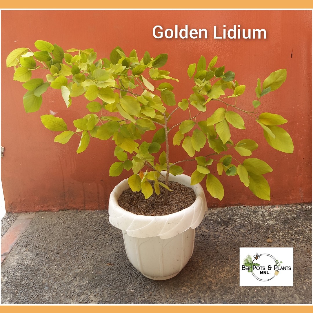 Golden Lidium, Furniture & Home Living, Gardening, Plants & Seeds on ...