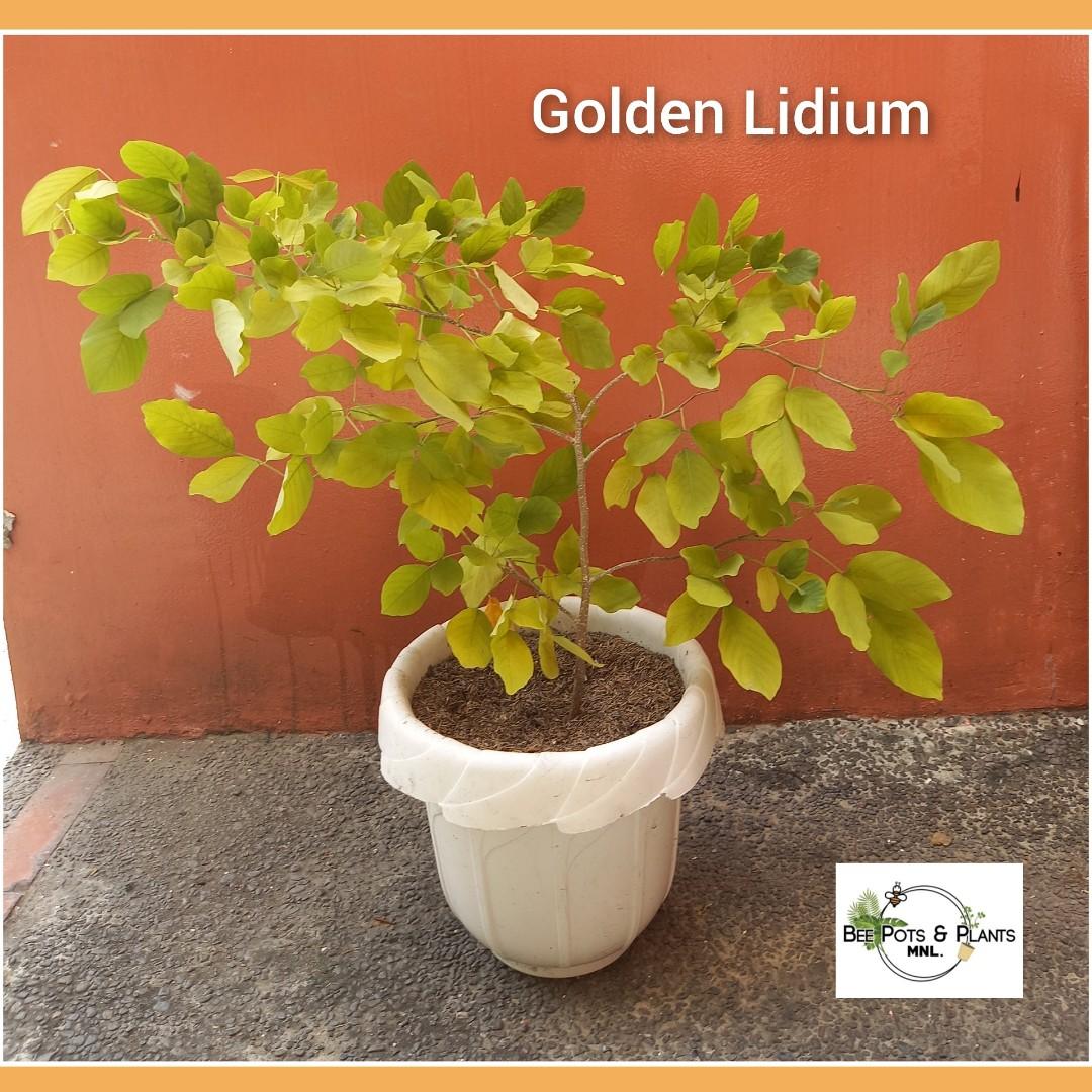 Golden Lidium, Furniture & Home Living, Gardening, Plants & Seeds on ...