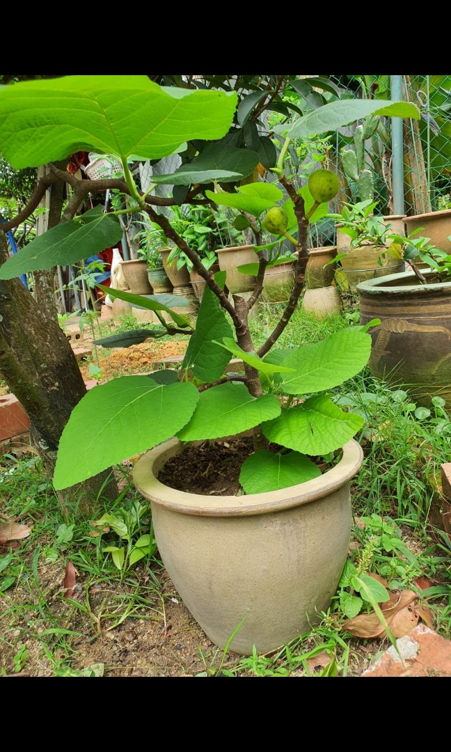 Iraqi Fig Plant, Furniture & Home Living, Gardening, Plants & Seeds on ...