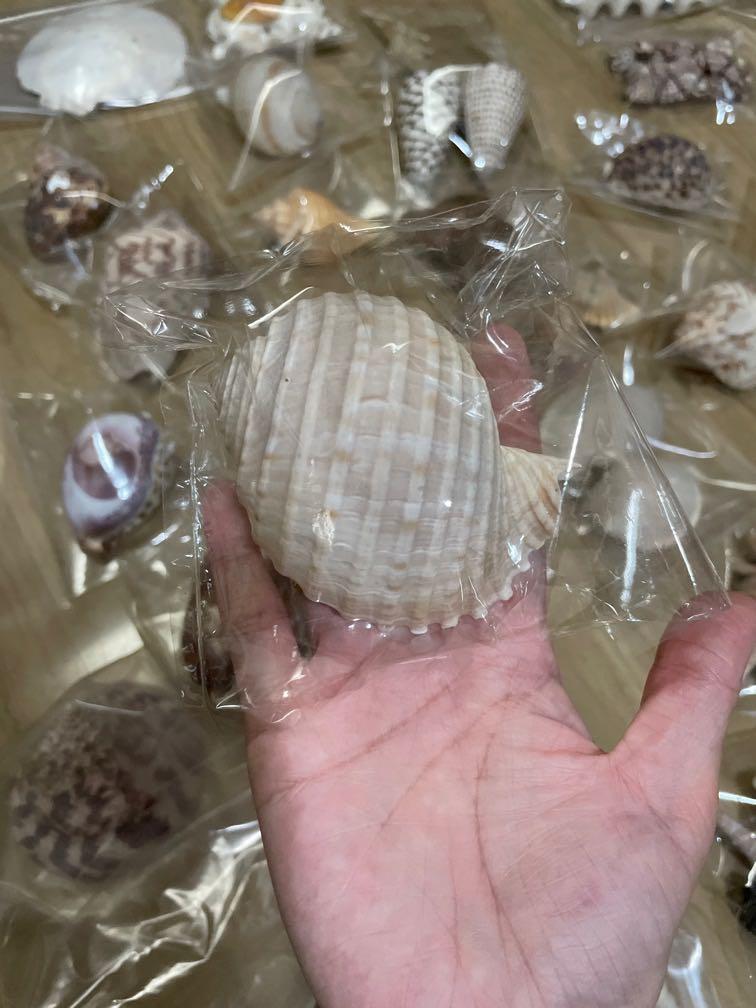 Seashell collection, Everything Else on Carousell