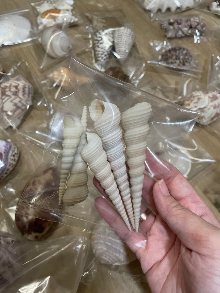 Seashell collection, Everything Else on Carousell