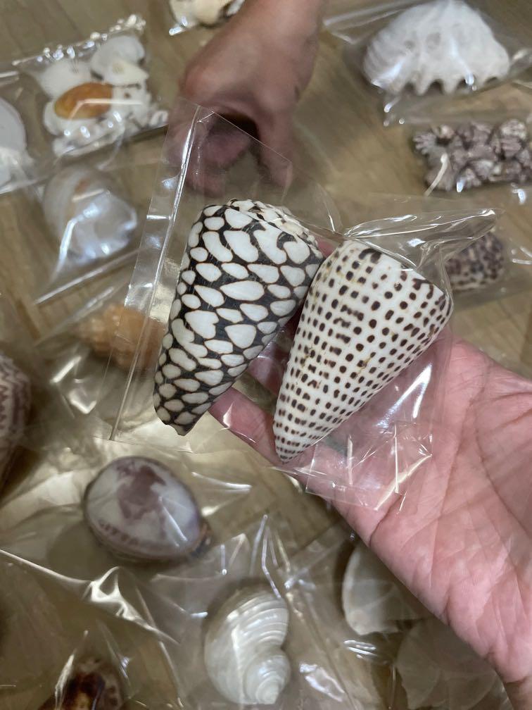Seashell collection, Everything Else on Carousell