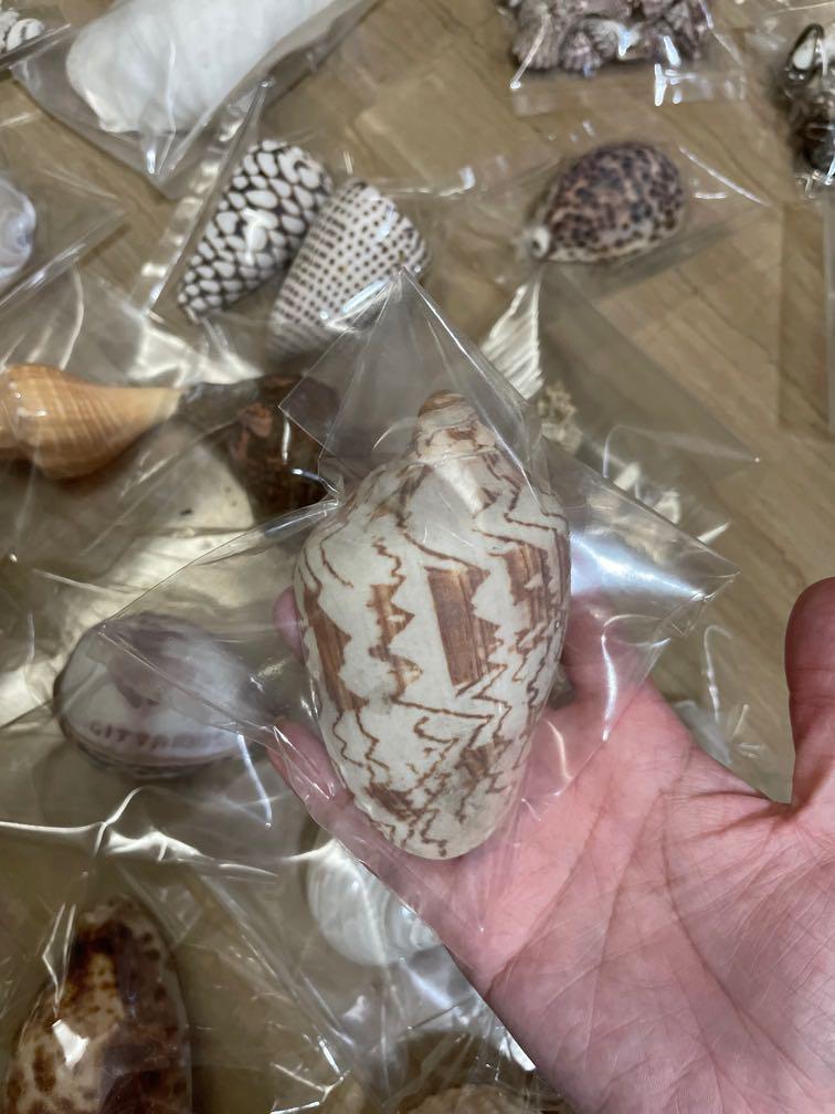 Seashell collection, Everything Else on Carousell
