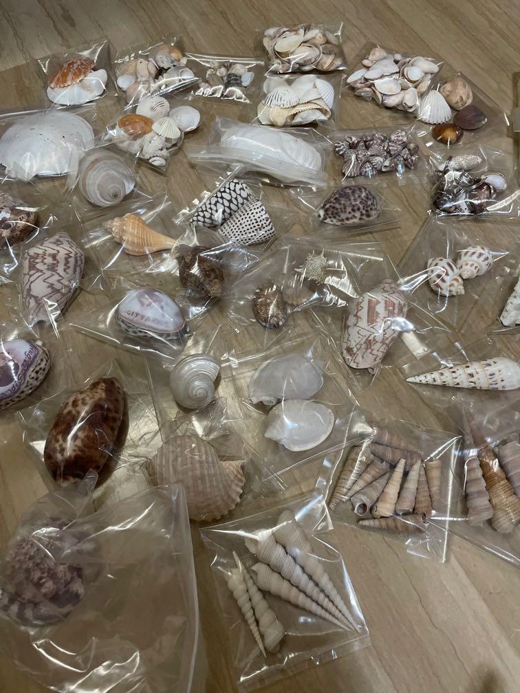 Seashell collection, Everything Else on Carousell