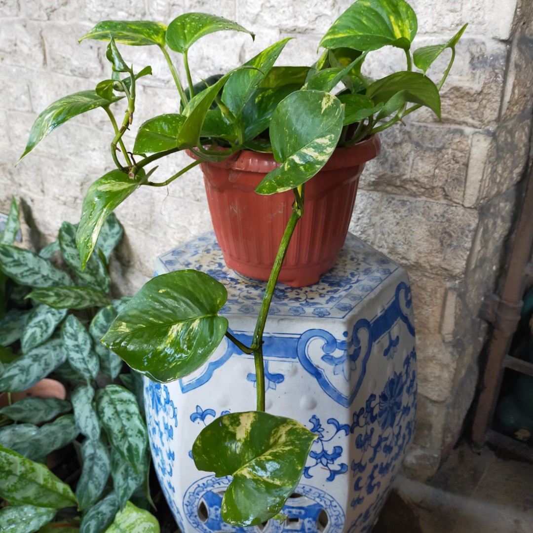 ️ Lush and Trailing Golden Pothos (Giant) in Pot, Furniture & Home ...