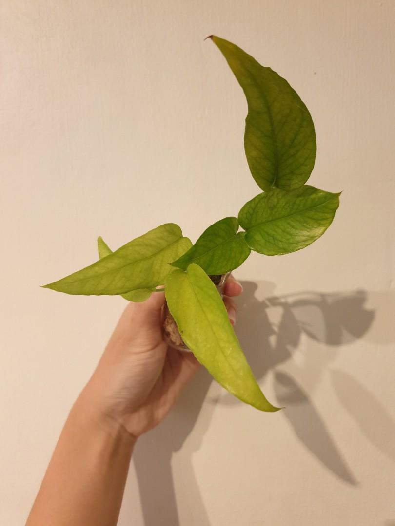 Epipremnum 'Skeleton Key' cuttings, Furniture & Home Living, Gardening ...