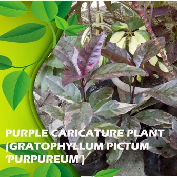 Purple False Eranthemum (Pseuderanthemum Atropurpureum 'Tricolor ...