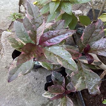 Purple False Eranthemum (Pseuderanthemum Atropurpureum 'Tricolor ...
