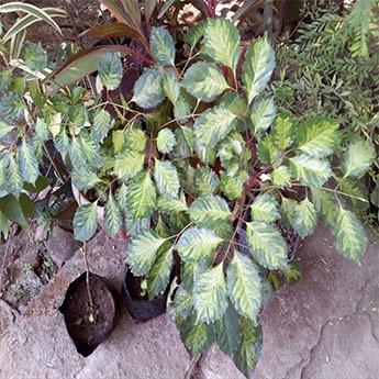 Variegated Aralia Plant (Polyscias Paniculata Variegata Gold) - Live ...