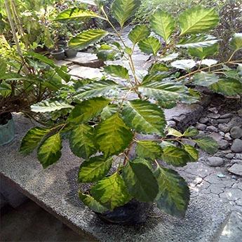 Variegated Aralia Plant (Polyscias Paniculata Variegata Gold) - Live ...