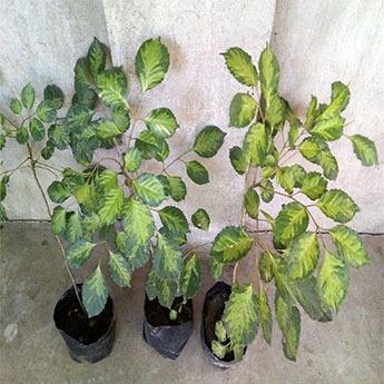 Variegated Aralia Plant (Polyscias Paniculata Variegata Gold) - Live ...