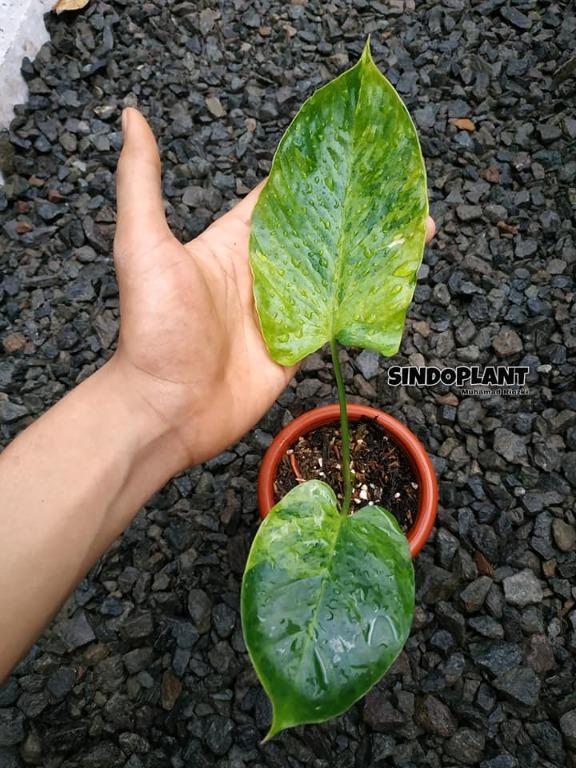 Homalomena Sp Yellow Variegata R260221-84, Gardening, Plants on Carousell