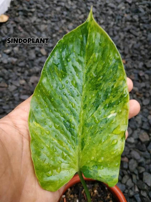Homalomena Sp Yellow Variegata R260221-84, Gardening, Plants on Carousell