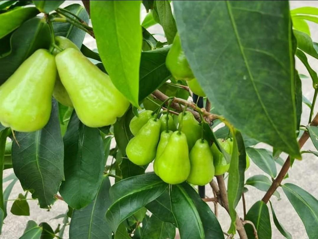 Rare White/Green Jambu Plantlet, Furniture & Home Living, Gardening ...