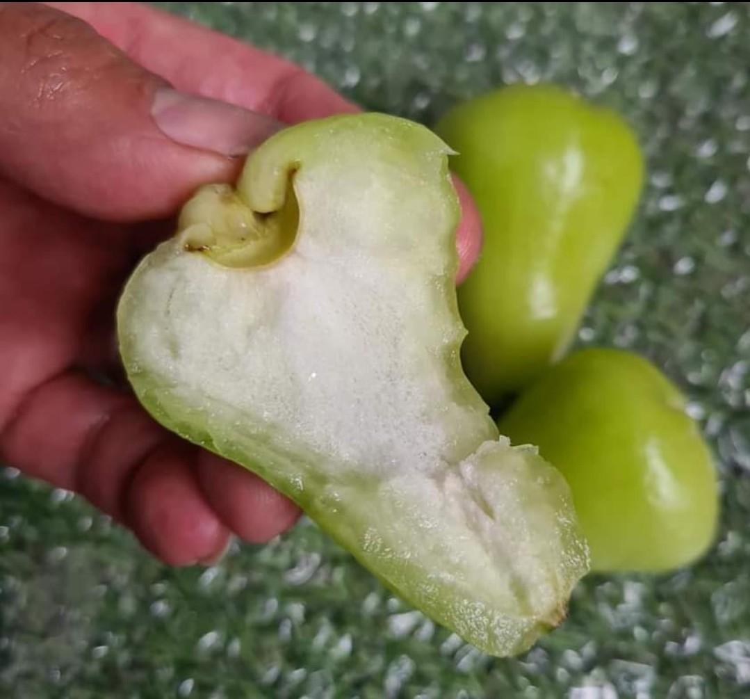 Rare White/Green Jambu Plantlet, Furniture & Home Living, Gardening ...