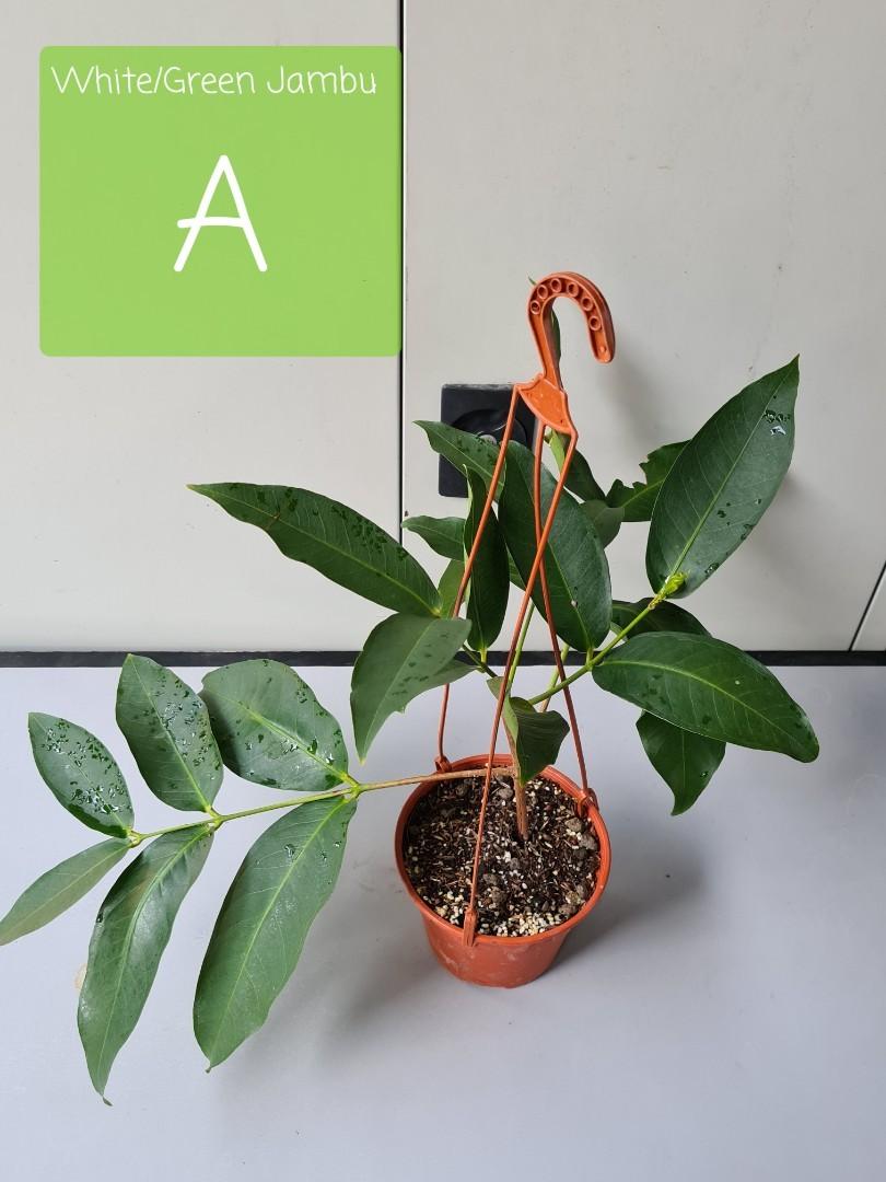 Rare White/Green Jambu Plantlet, Furniture & Home Living, Gardening ...