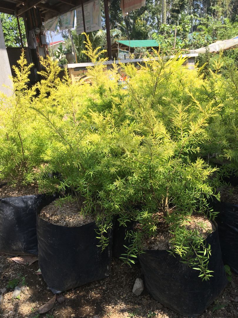 battle brass plants, Furniture & Home Living, Gardening, Plants & Seeds ...