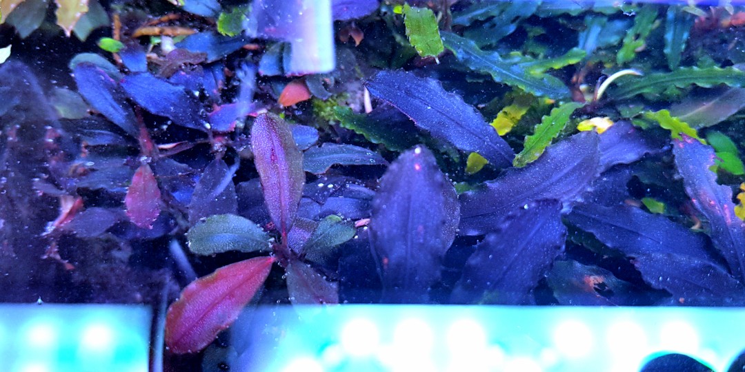 Bucephalandra Brownie Ghost 2011, Furniture & Home Living, Gardening ...