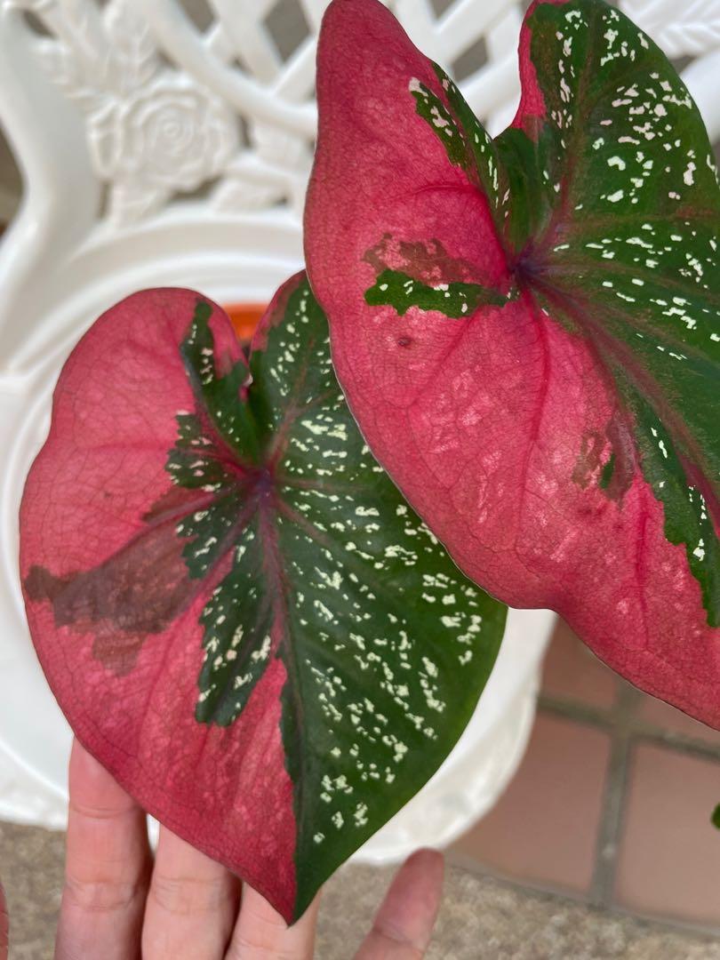 Caladium red beret,Keladi cat tumpah (Indonesia species), Furniture ...