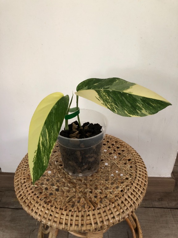 Experience Pafcal // Epipremnum Pinnatum Albo Variegata, Furniture ...