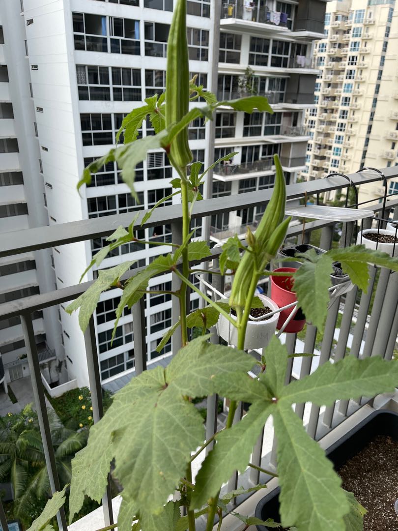 Lady finger plant, Furniture & Home Living, Gardening, Plants & Seeds ...