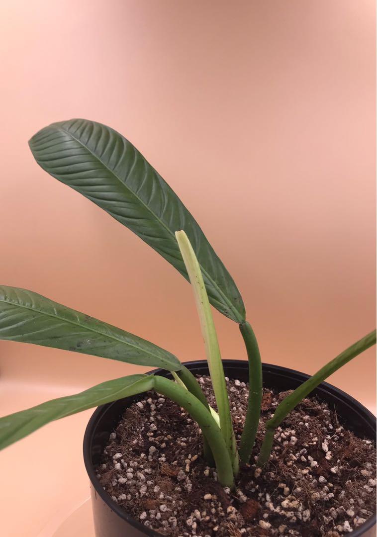 Philodendron Lynette (1), Furniture & Home Living, Gardening, Plants ...