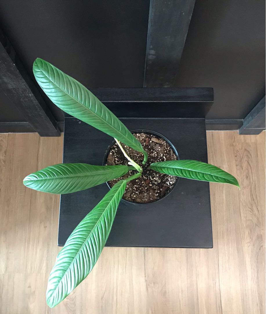 Philodendron Lynette (1), Furniture & Home Living, Gardening, Plants ...