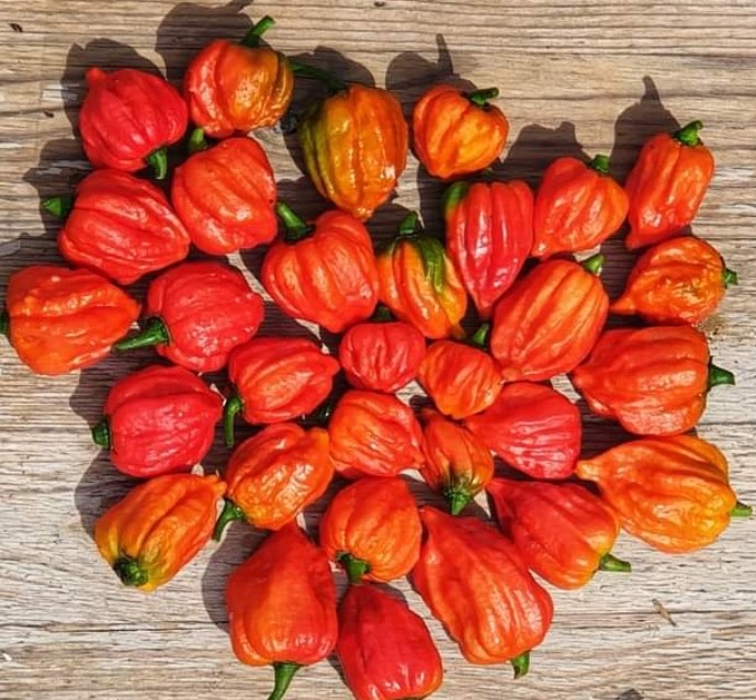 Trinidad Moruga Scorpion chilli plant, Furniture & Home Living ...