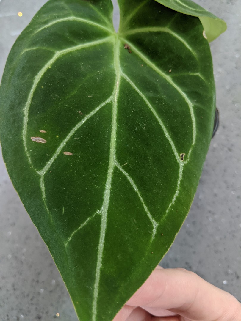 Anthurium besseae, Gardening, Plants on Carousell