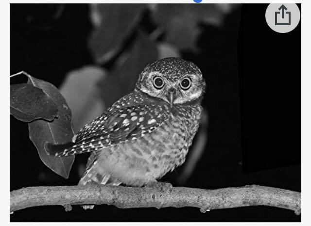 New Imported Maginon NVB 60 Night Vision Device NVG Rainproof 400m ...