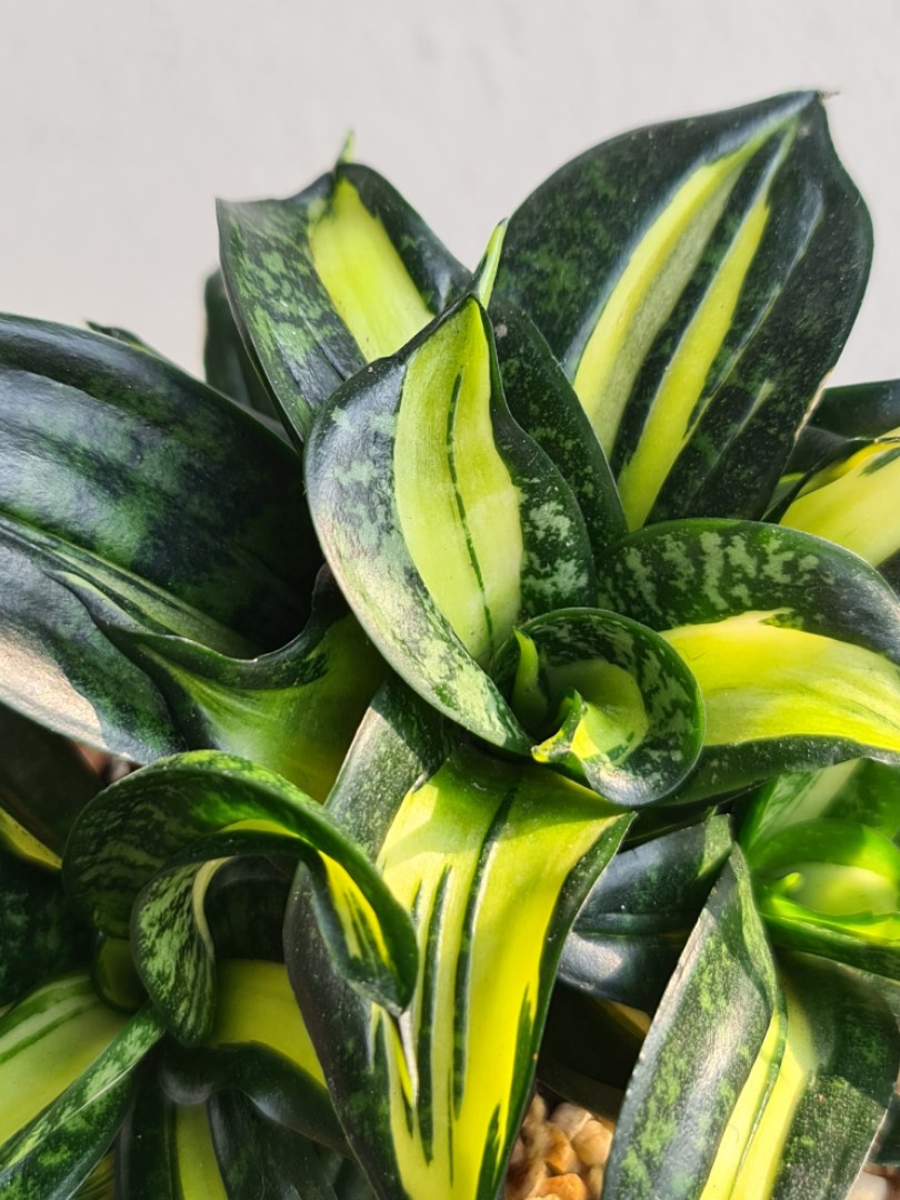 Sansevieria Hahnii Swirls, Furniture & Home Living, Gardening, Plants ...