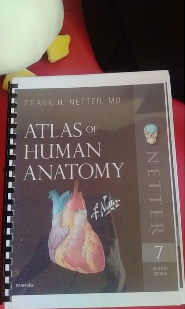 Netter atlas of human anatomy and flash cards booklet), Hobbies & Toys ...