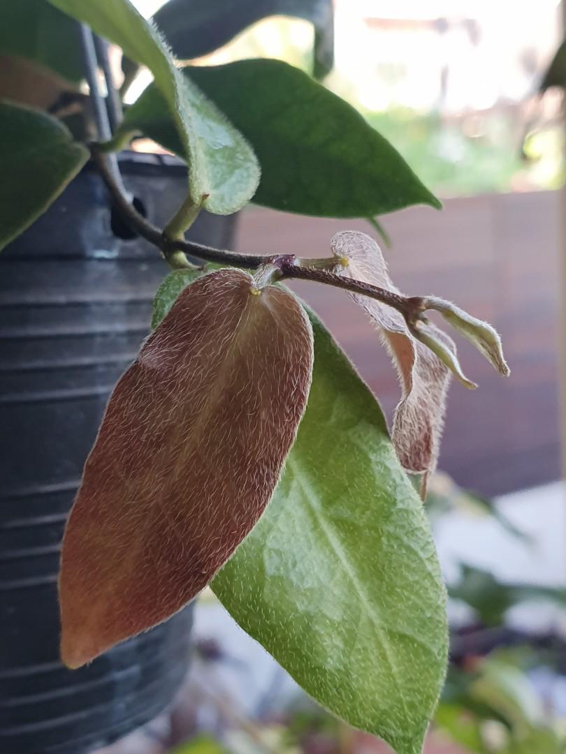 Hoya patella pink cutting, Furniture & Home Living, Gardening, Plants ...